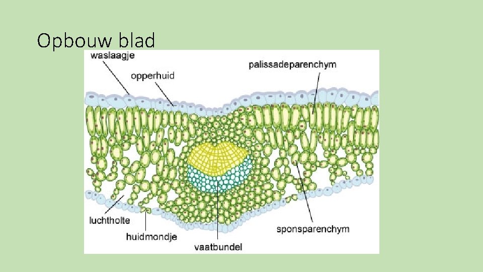 Morfologie blad Onderdelen van het blad Bladvormen Grootste