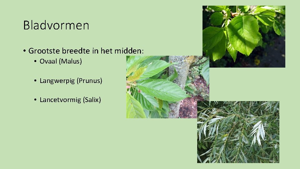 Morfologie blad Onderdelen van het blad Bladvormen Grootste