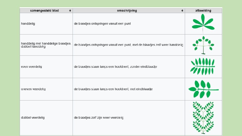Morfologie blad Onderdelen van het blad Bladvormen Grootste