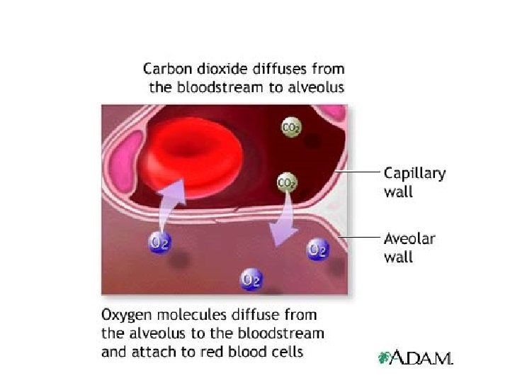 Making Connections Diffusion Active Transport and Cellular Respiration