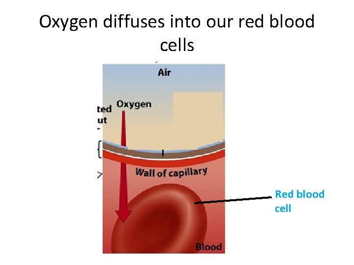 Making Connections Diffusion Active Transport and Cellular Respiration