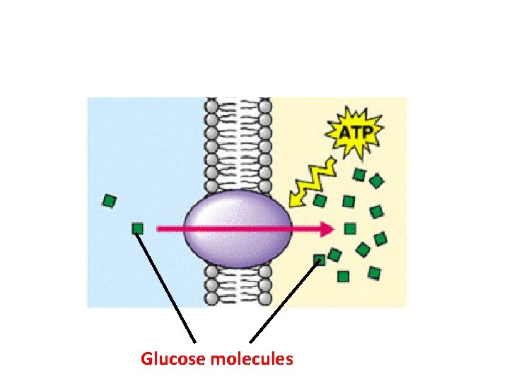 Making Connections Diffusion Active Transport and Cellular Respiration