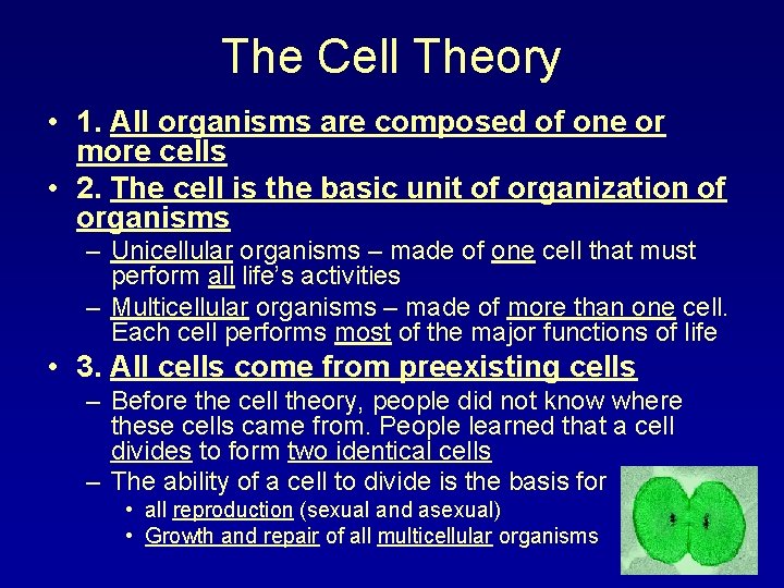 Discovery of the Cell Robert Hooke 1665 English
