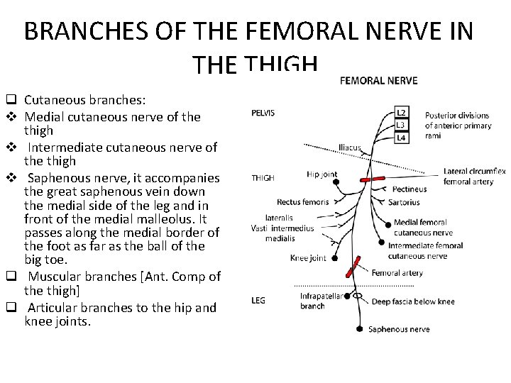 Lower Limb Nerves Dr Amal Albtoosh AlRawashdeh Femoral