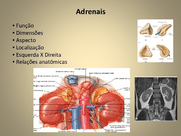 Anatomia Endcrina II Tireoide e Adrenais Embriologia da