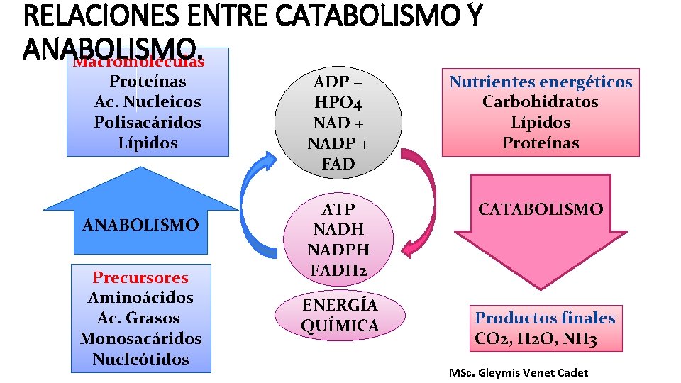 METABOLISMO Y NUTRICIN Tema 1 Introduccin al estudio