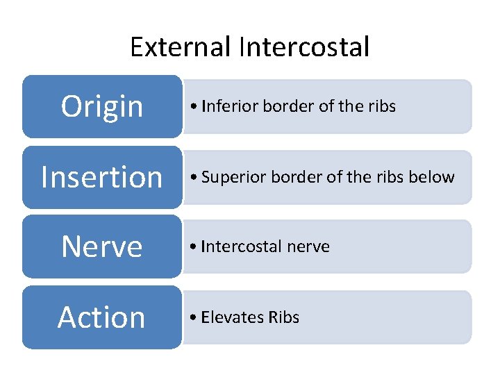 External Intercostal Origin Insertion Inferior border of the