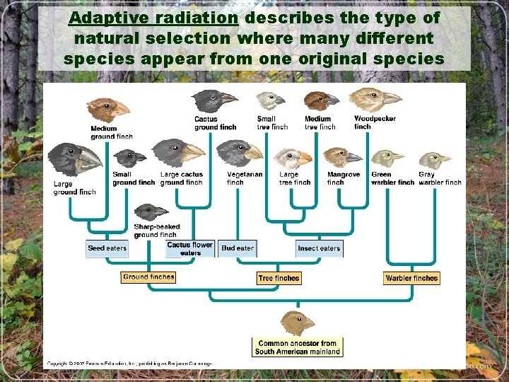 Always Changing Animals and plants ADAPT in order