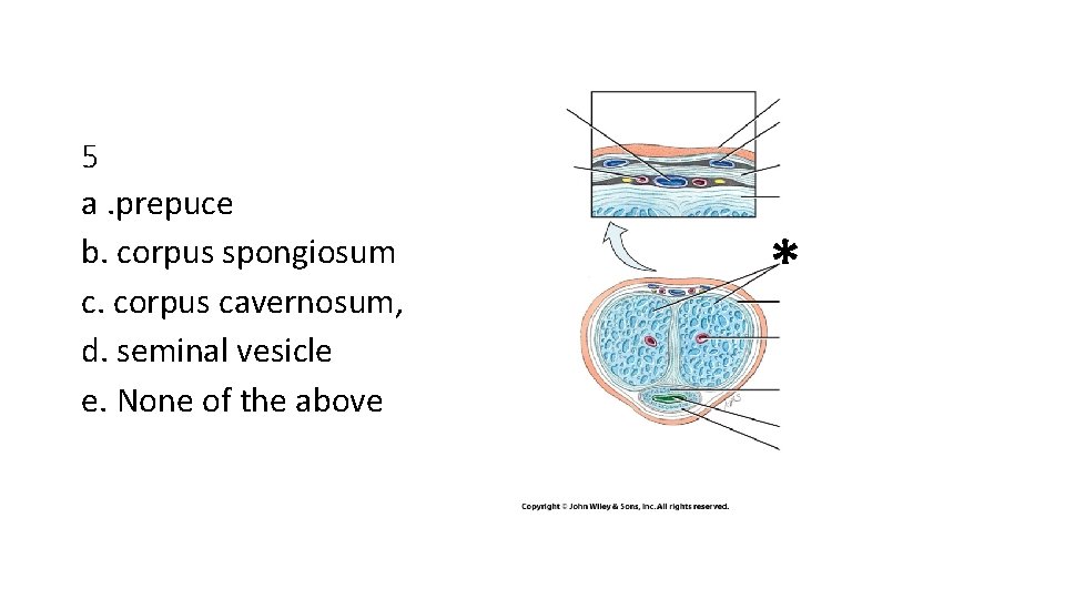 Reproduction 1 a glans penis b body of