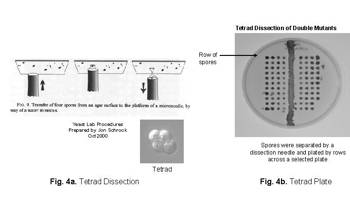 Table 1 Synaptotagmin Project Strains Strain Name Genotype