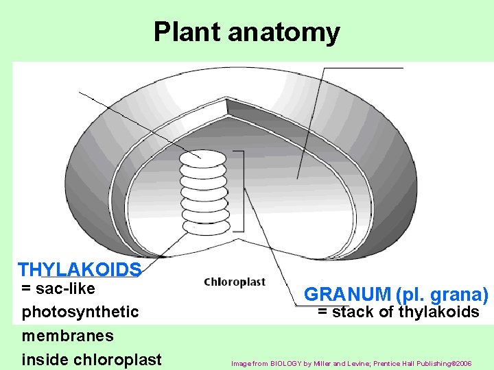 http vilenski orgsciencesafaricellstructurechloroplasts html AP BIOLOGY ...