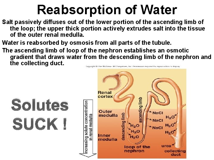 STIMULATING Blood Production 16 2 Maintaining WaterSalt Balance