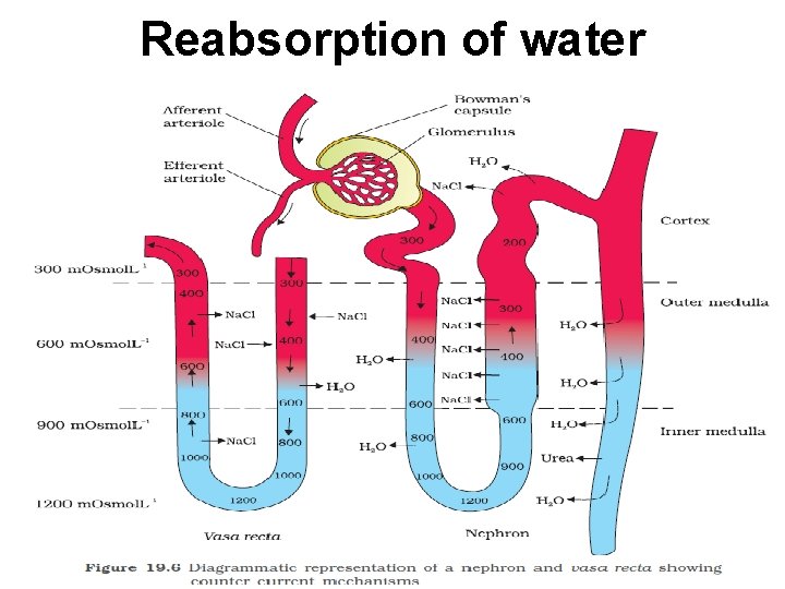 STIMULATING Blood Production 16 2 Maintaining WaterSalt Balance