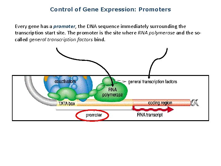 Introduction to Bioinformatics II Lecture 8 By Shumaila