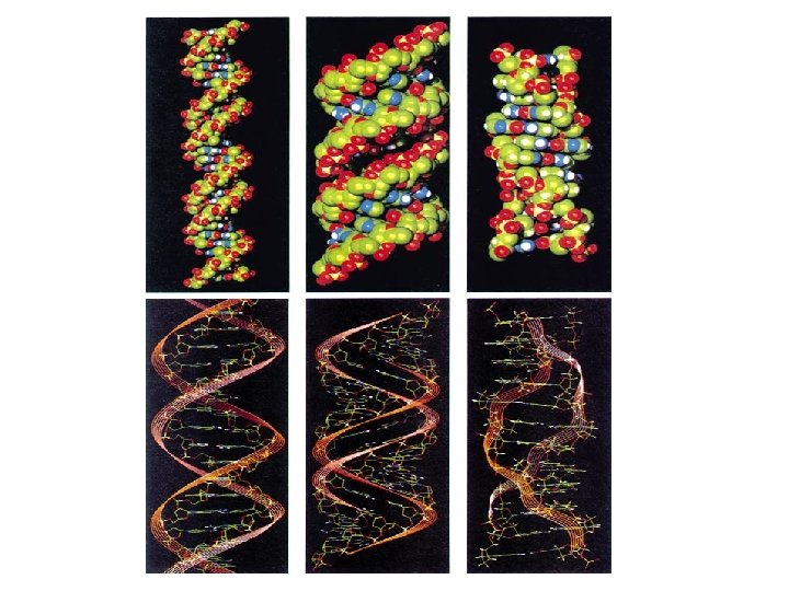 1 B DNA 2 Double helix 3 Antiparallel