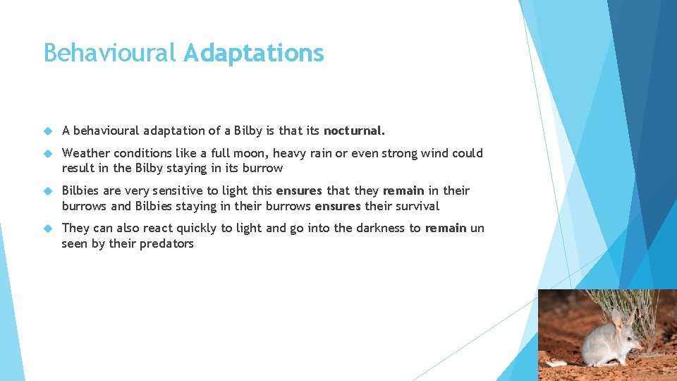 The Greater Bilby By Sofia and Jake Contents