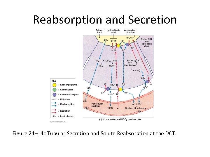 Reabsorption and Secretion Hydrogen Ion Secretion Are generated