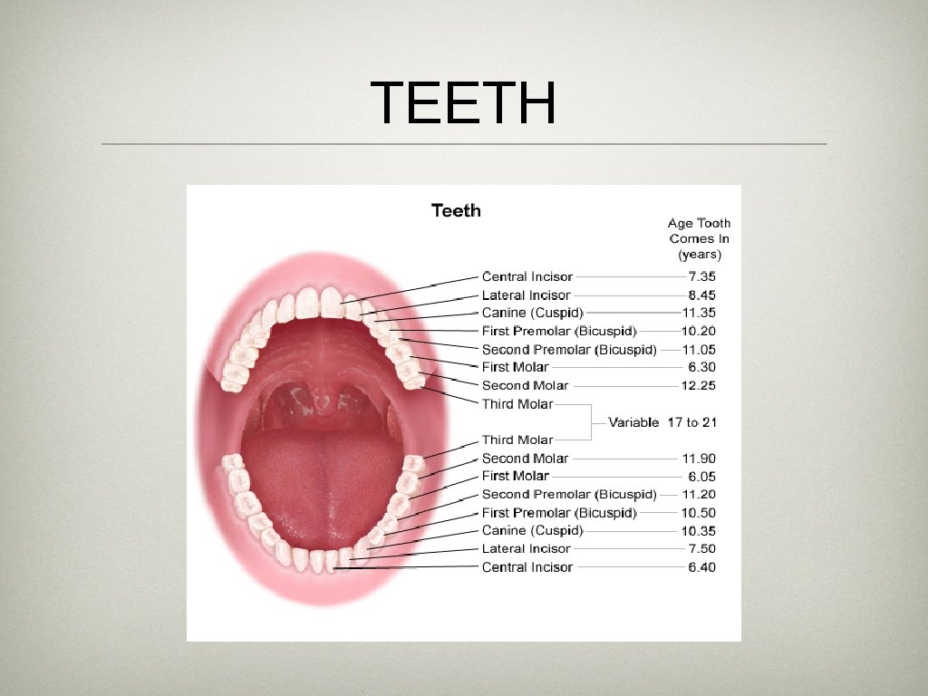 DIGESTION Digestion Mechanical and chemical breakdown of foods