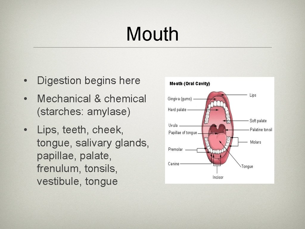 DIGESTION Digestion Mechanical and chemical breakdown of foods