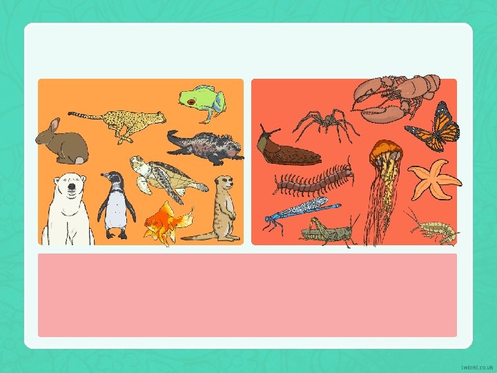 I can use a key to identify invertebrates