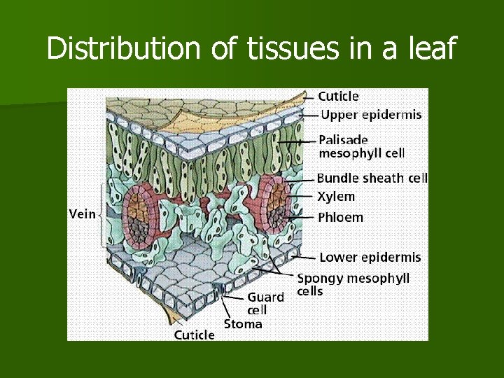 Topic 9 Plant Science 9 1 Plant Structure