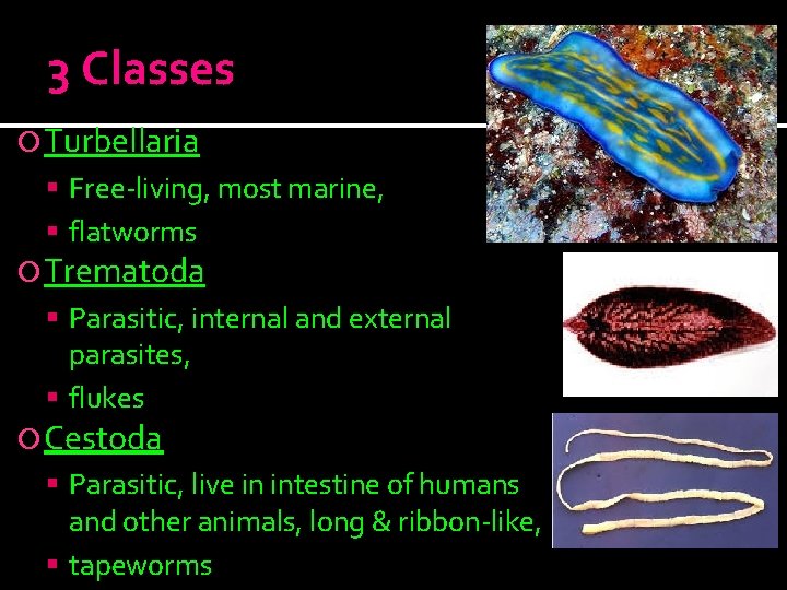 Phylum Platyhelminthes Nematoda Platyhelminthes Flatworms 3 Classes ...