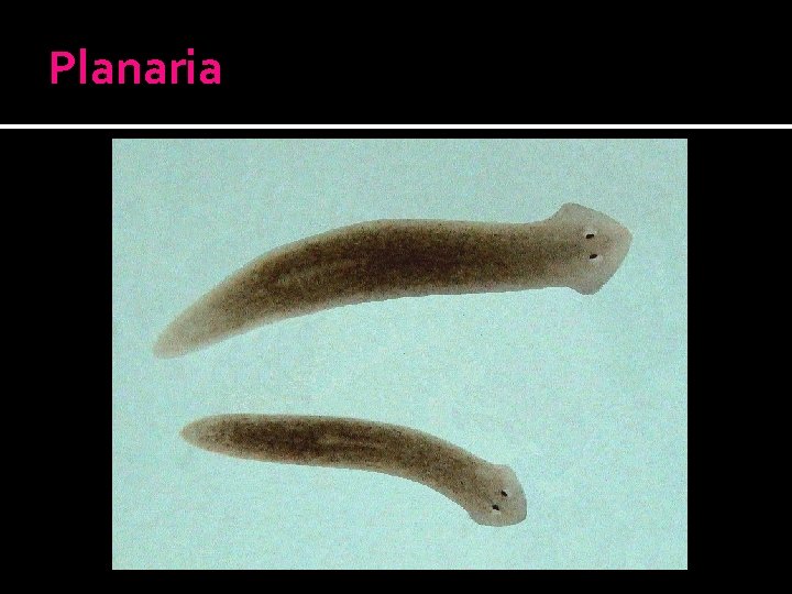 Phylum Platyhelminthes Nematoda Platyhelminthes Flatworms 3 Classes ...