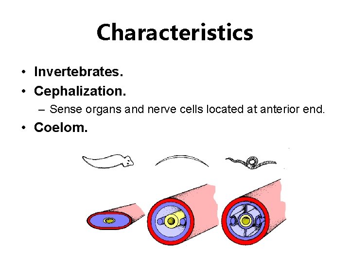 Wormlike Animals Characteristics Invertebrates Cephalization Sense ...