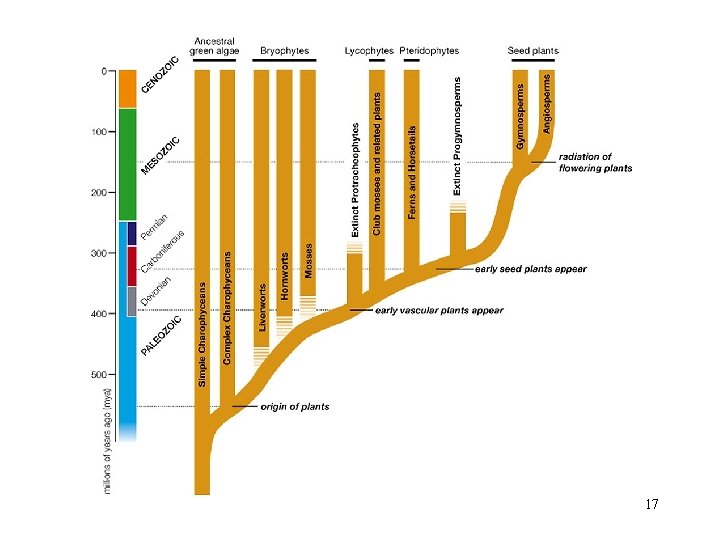 Botany 4 Lecture 33 The Evolution of Plants