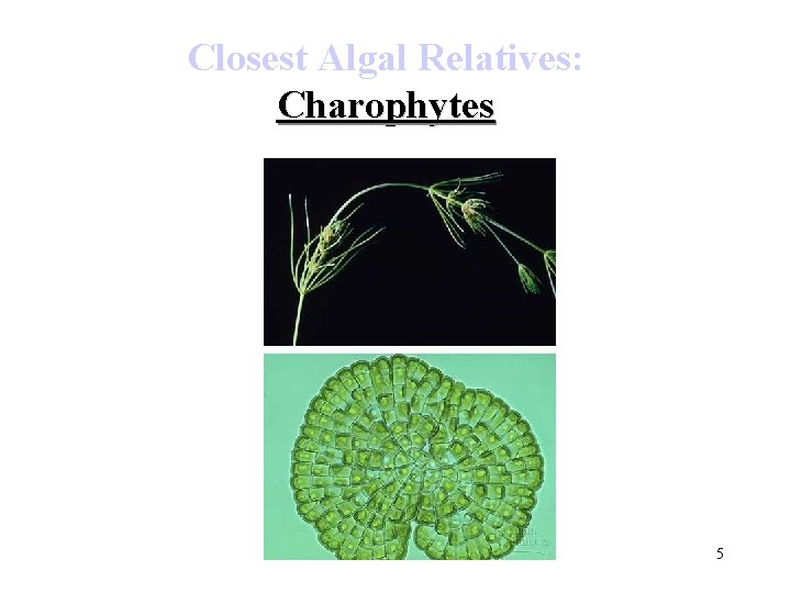 Botany 4 Lecture 33 The Evolution of Plants
