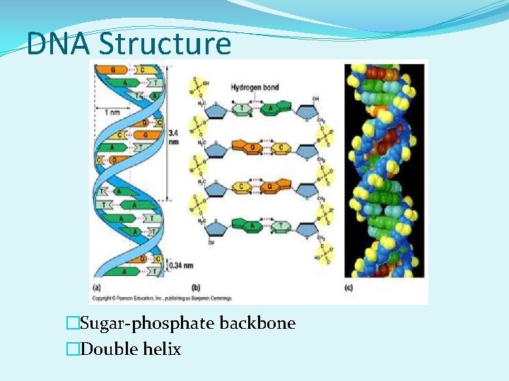 Lipids and DNA Lipids A group of chemicals