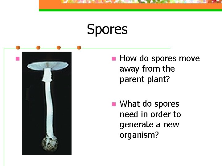 Fungus Friend or Foe Fungi Facts n n