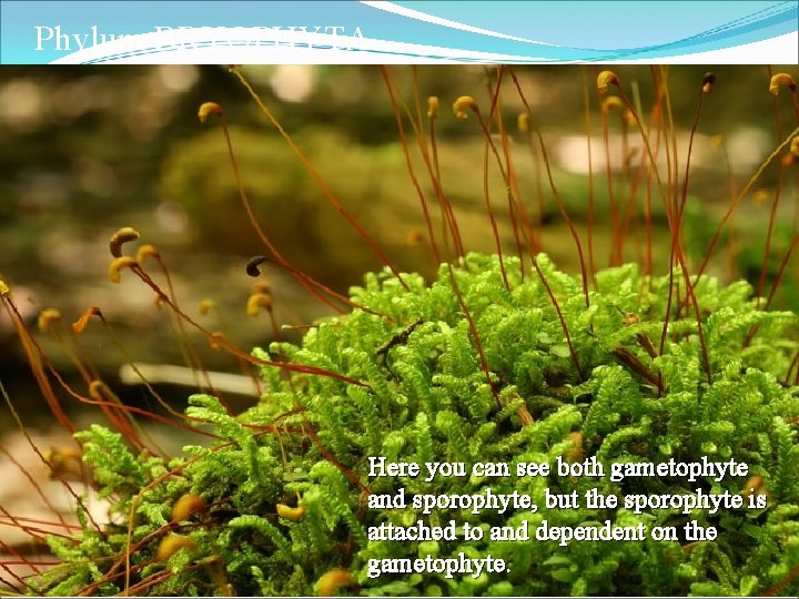 Reproduction of Bryophytes S Y Bsc Botany Dr