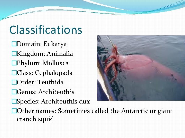 Colossal squid By Forrest Palmore Classifications Domain Eukarya