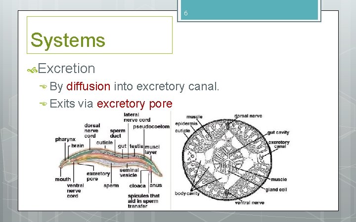 Phylum Nematoda 1 2 Roundworms Extremely common cylindrical