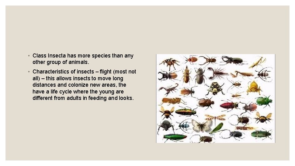 INSECTS Class Insecta has more species than any