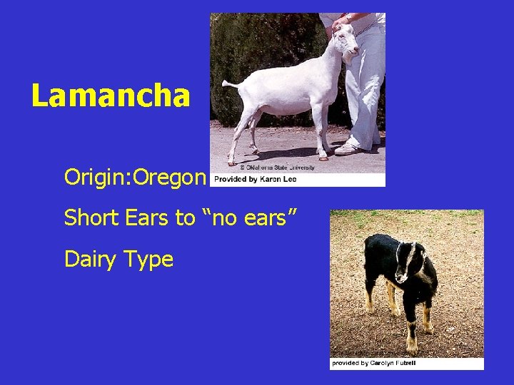 Goat Breeds DIRECTIONS For each breed describe their