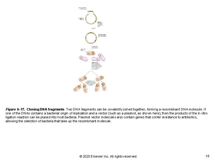 Chapter 6 Regulation of Gene Expression 2020 Elsevier
