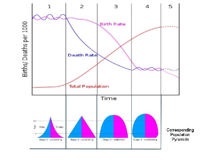 What is the Demographic Transition Model Starter Write
