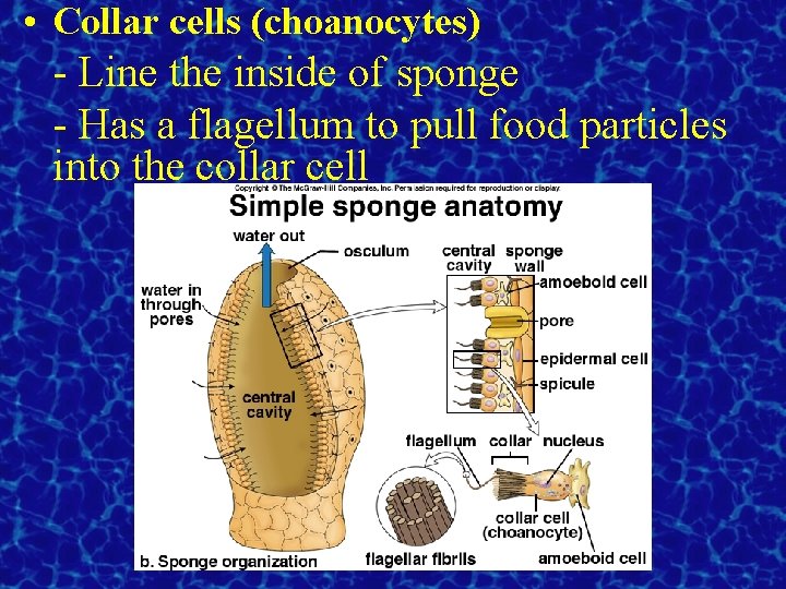 Sponges Real or Man Made Basics of Sponges