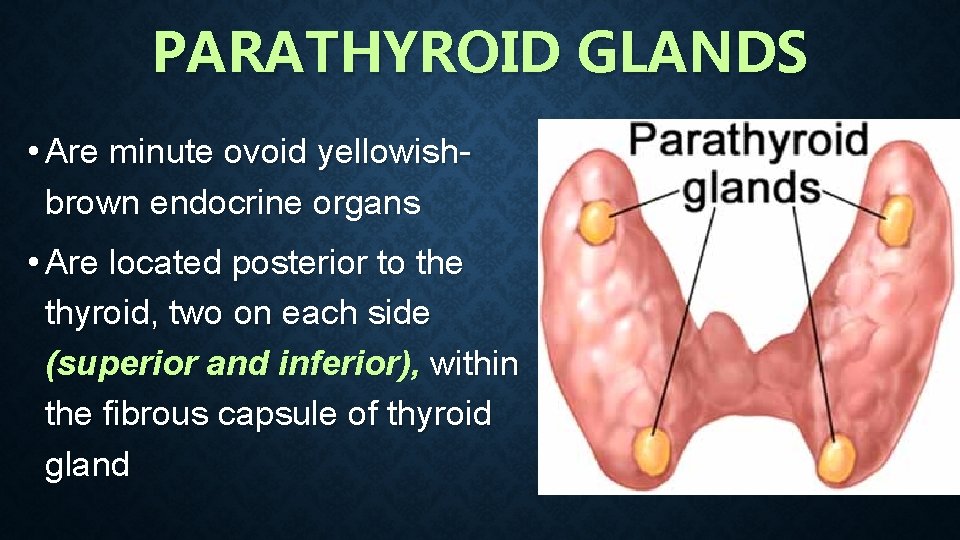 GROSS ANATOMY OF THE THYROID AND PARATHYROID GLANDS