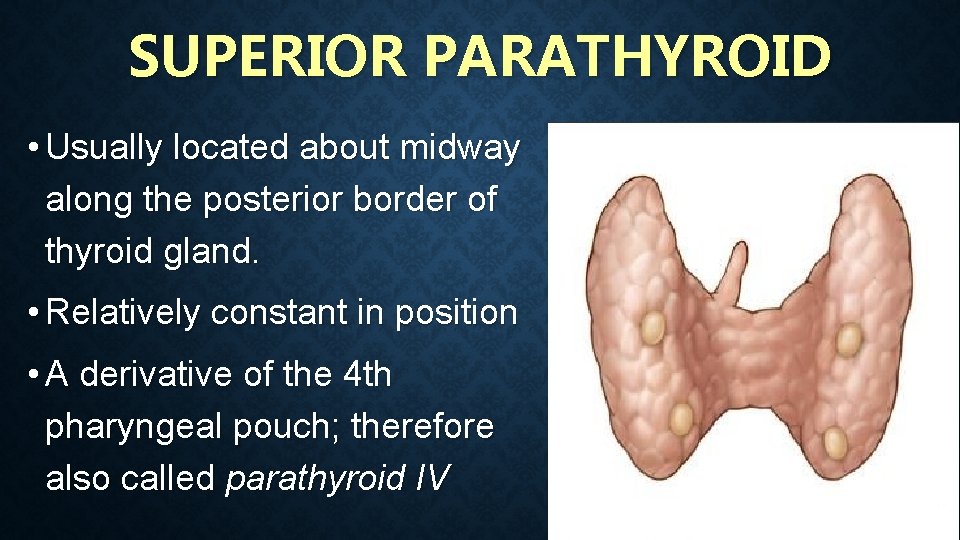 GROSS ANATOMY OF THE THYROID AND PARATHYROID GLANDS