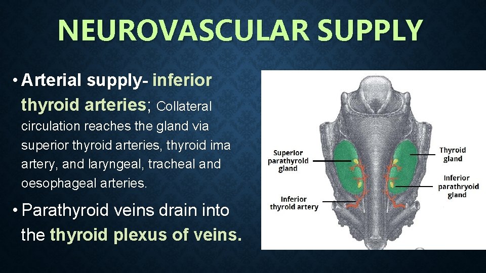 GROSS ANATOMY OF THE THYROID AND PARATHYROID GLANDS