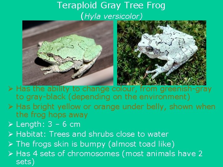 Amphibians from the Bruce Peninsula What does it