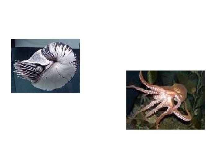 Higher invertebrates P Mollusca clams oysters scallops abalone