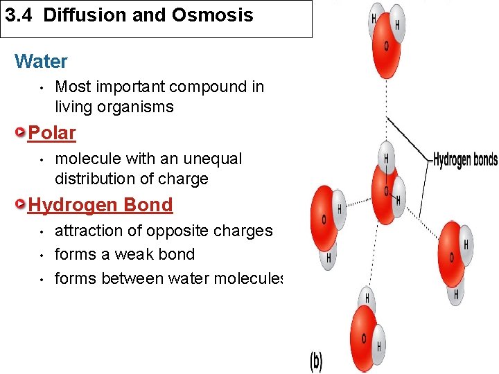3 4 Diffusion and Osmosis 3 1 Cell