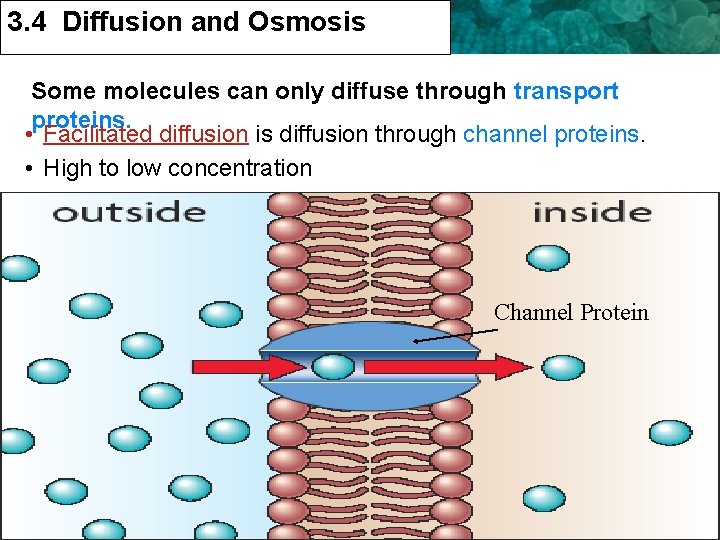 3 4 Diffusion and Osmosis 3 1 Cell