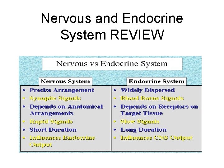 Nervous and Endocrine System REVIEW Neuron CNS Structures