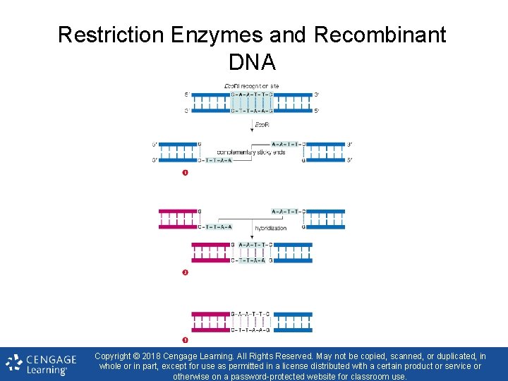 Biology Concepts Applications 10 Edition Chapter 15 Biotechnology