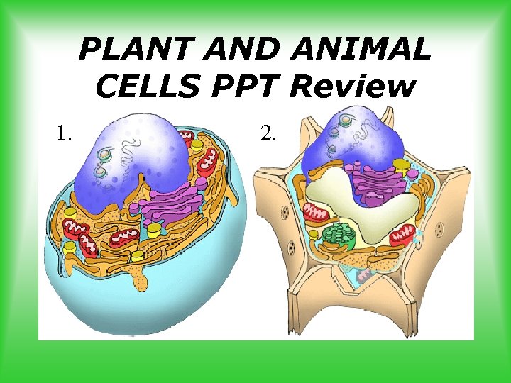 PLANT AND ANIMAL CELLS PPT Review 1 2